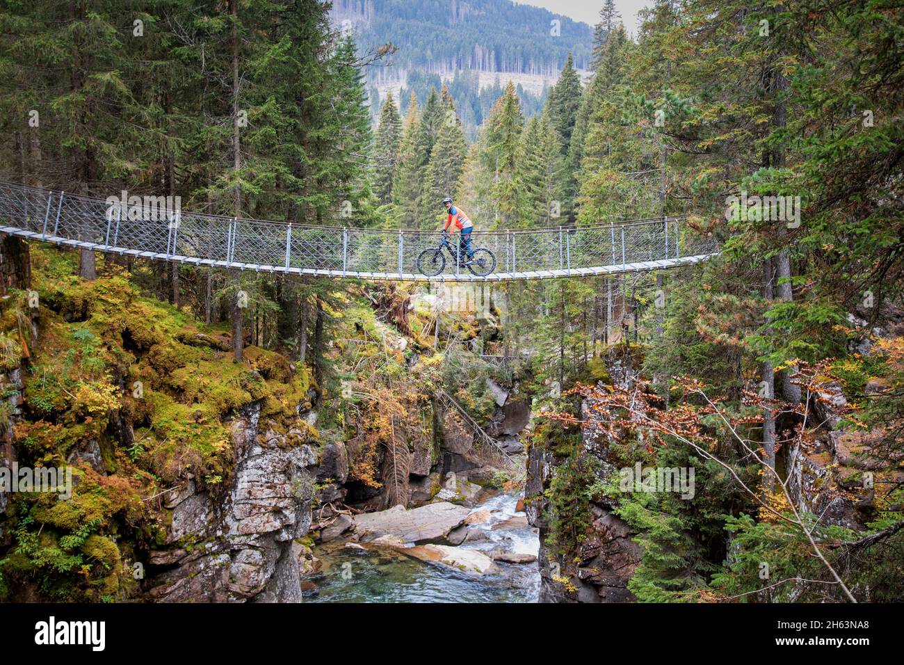 cyclist on the suspension bridge over the travignolo gorge,paneveggio ...