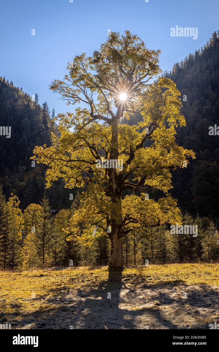 Sycamore maple in autumn hi-res stock photography and images - Alamy