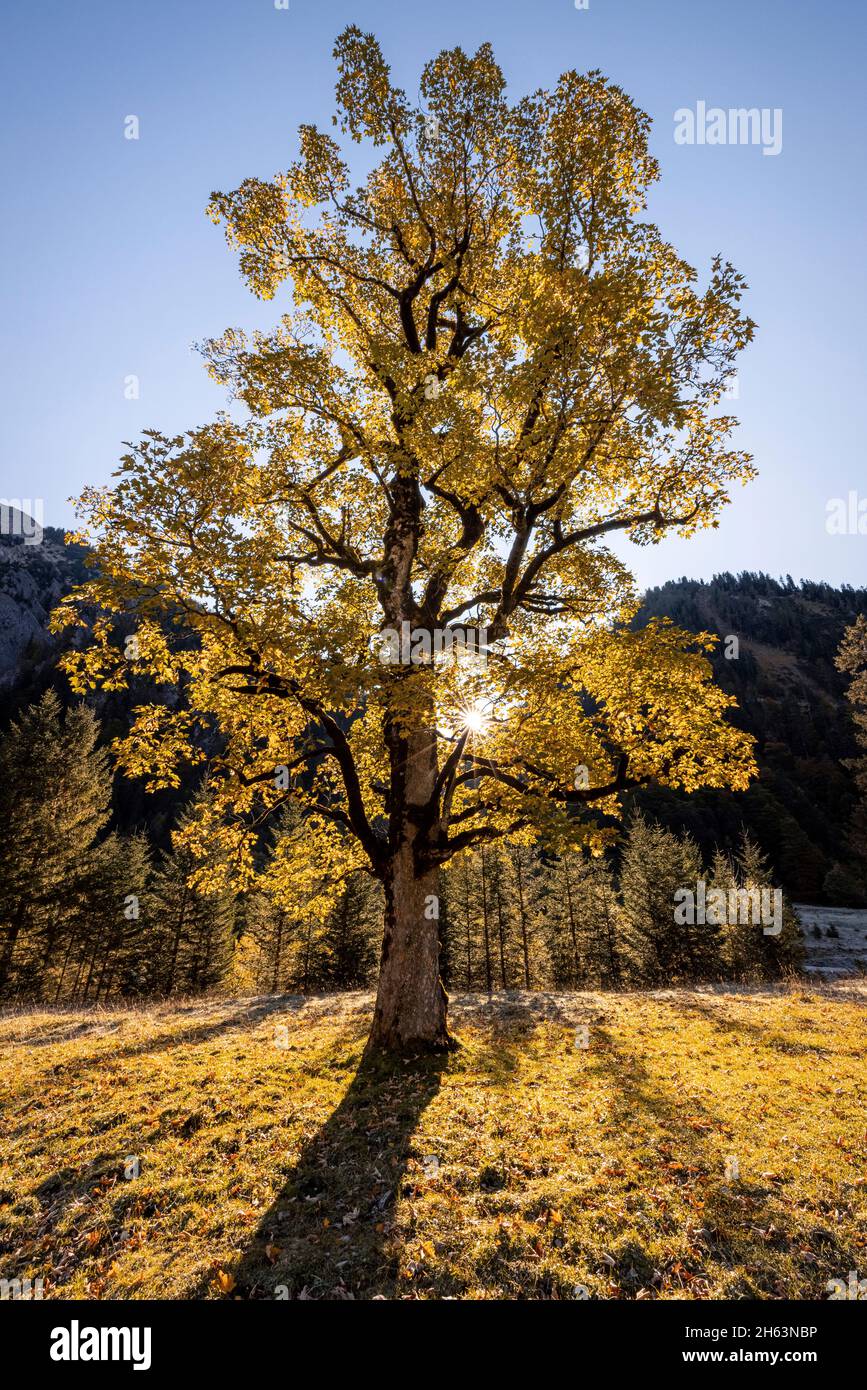 sycamore maple in autumn,backlit when the sun is low Stock Photo - Alamy
