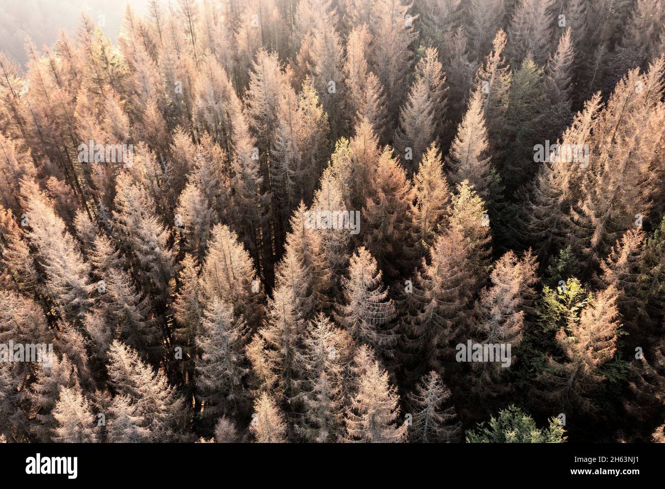 germany,thuringia,masserberg,heubach,dead trees,rennsteig environment ...