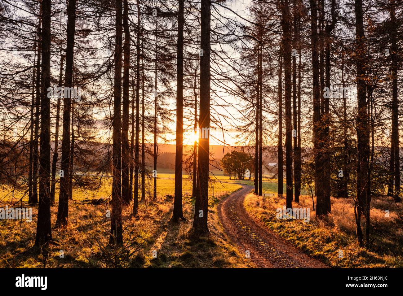 germany,thuringia,masserberg,heubach,sun shines between dead trees ...