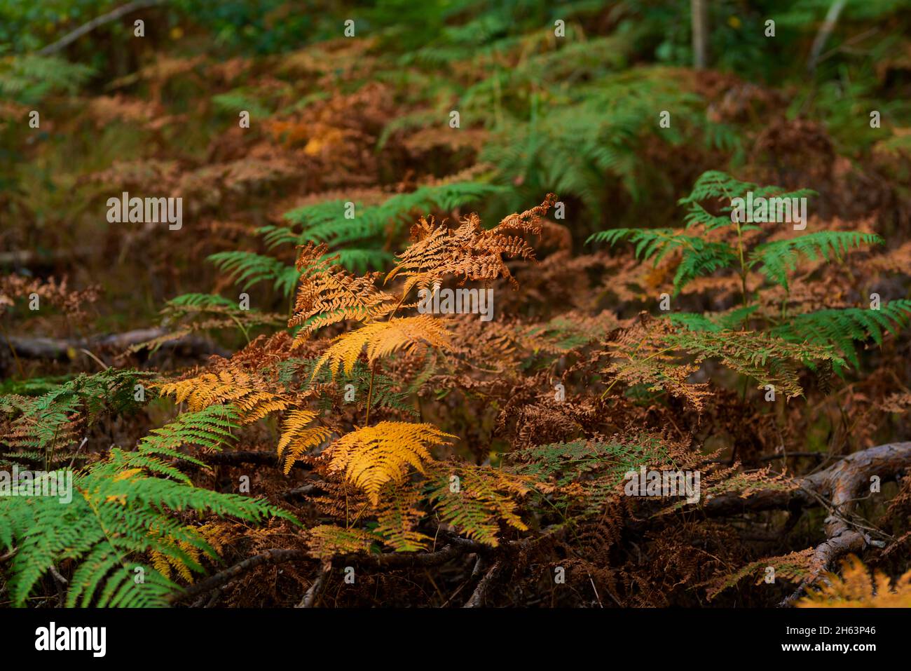 beginning of autumn,the first fern turns coloured,autumn colours Stock ...