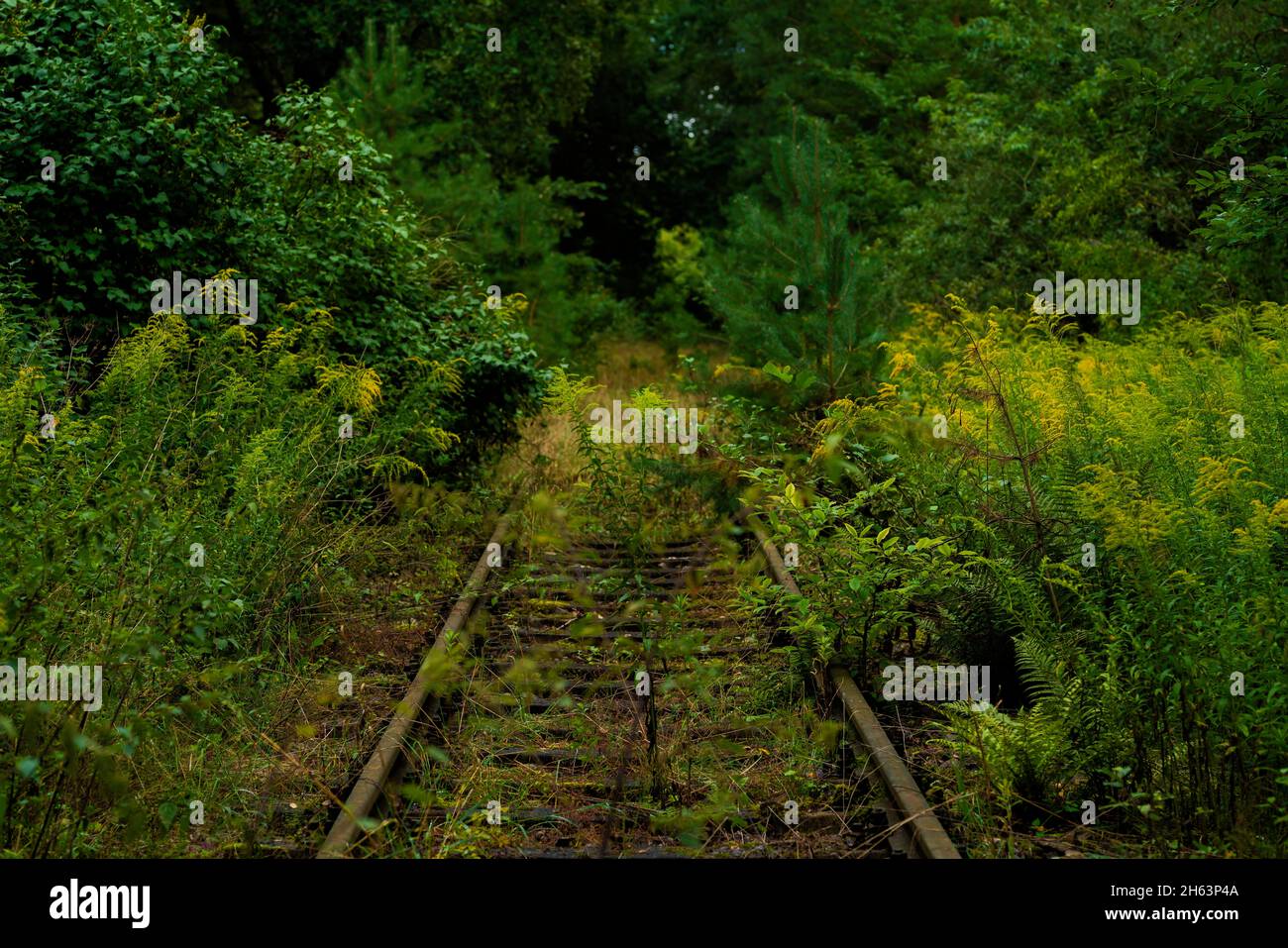 Overgrown railway track hi-res stock photography and images - Alamy
