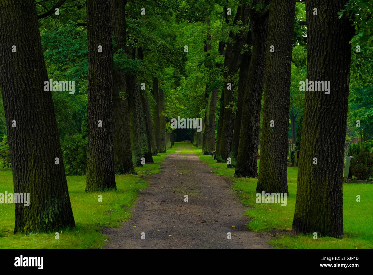 long path in a public cemetery,large oak trees along the way Stock ...