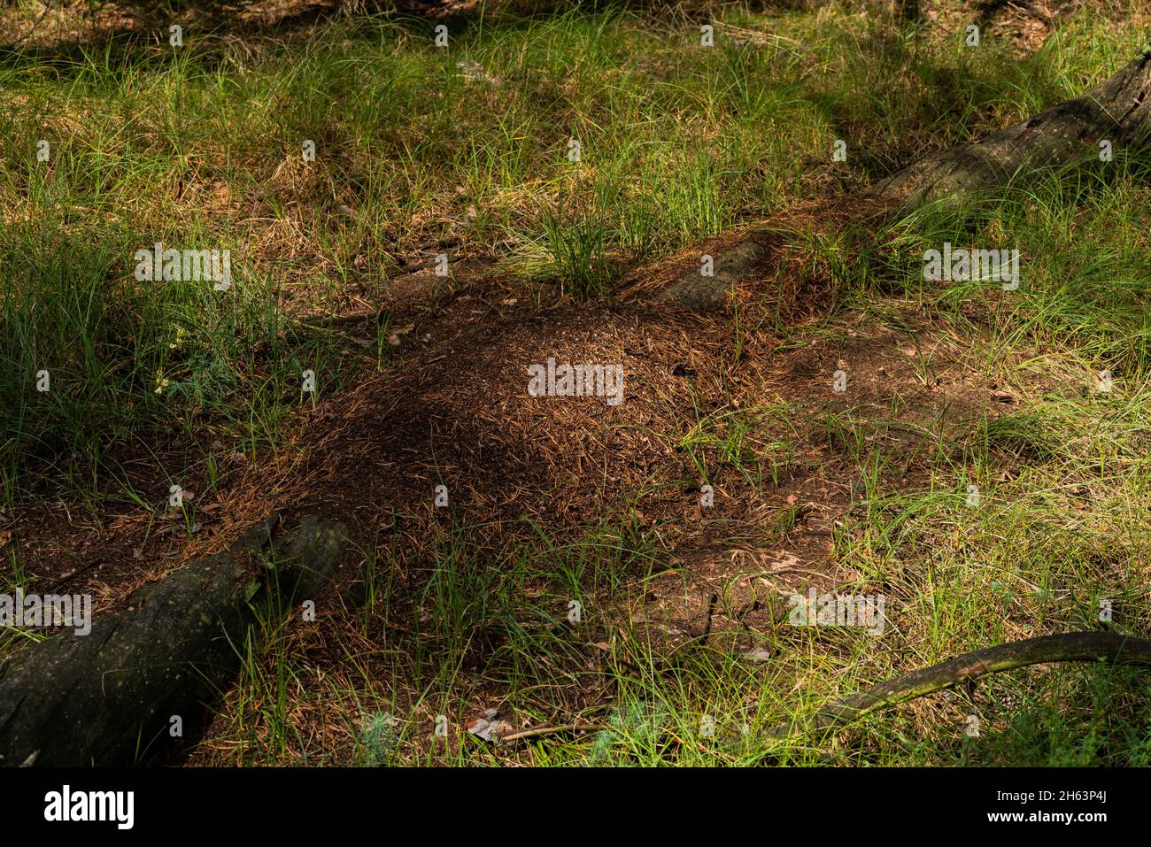Anthill on a dead tree trunk hi-res stock photography and images - Alamy
