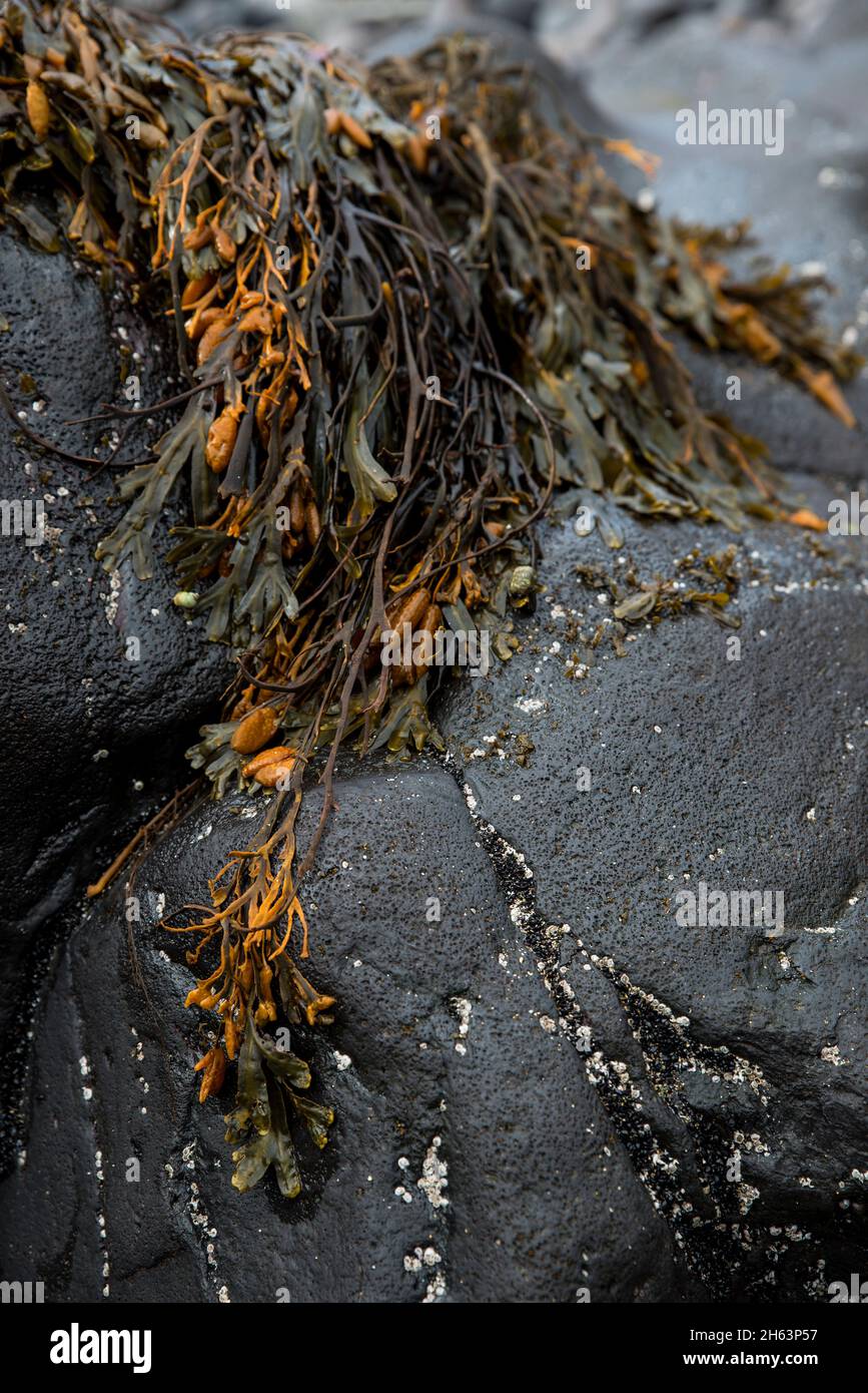 Algae beds hi-res stock photography and images - Alamy
