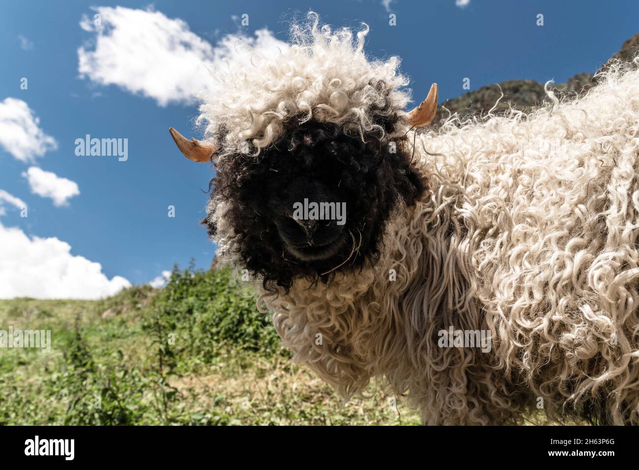 Blacknose sheep wool hi-res stock photography and images - Alamy