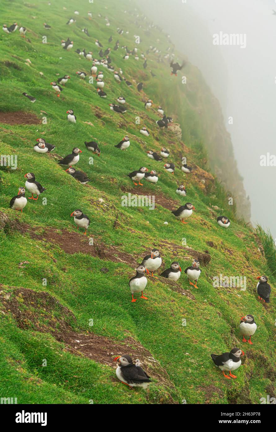 puffin,mykines island,faroe islands Stock Photo - Alamy