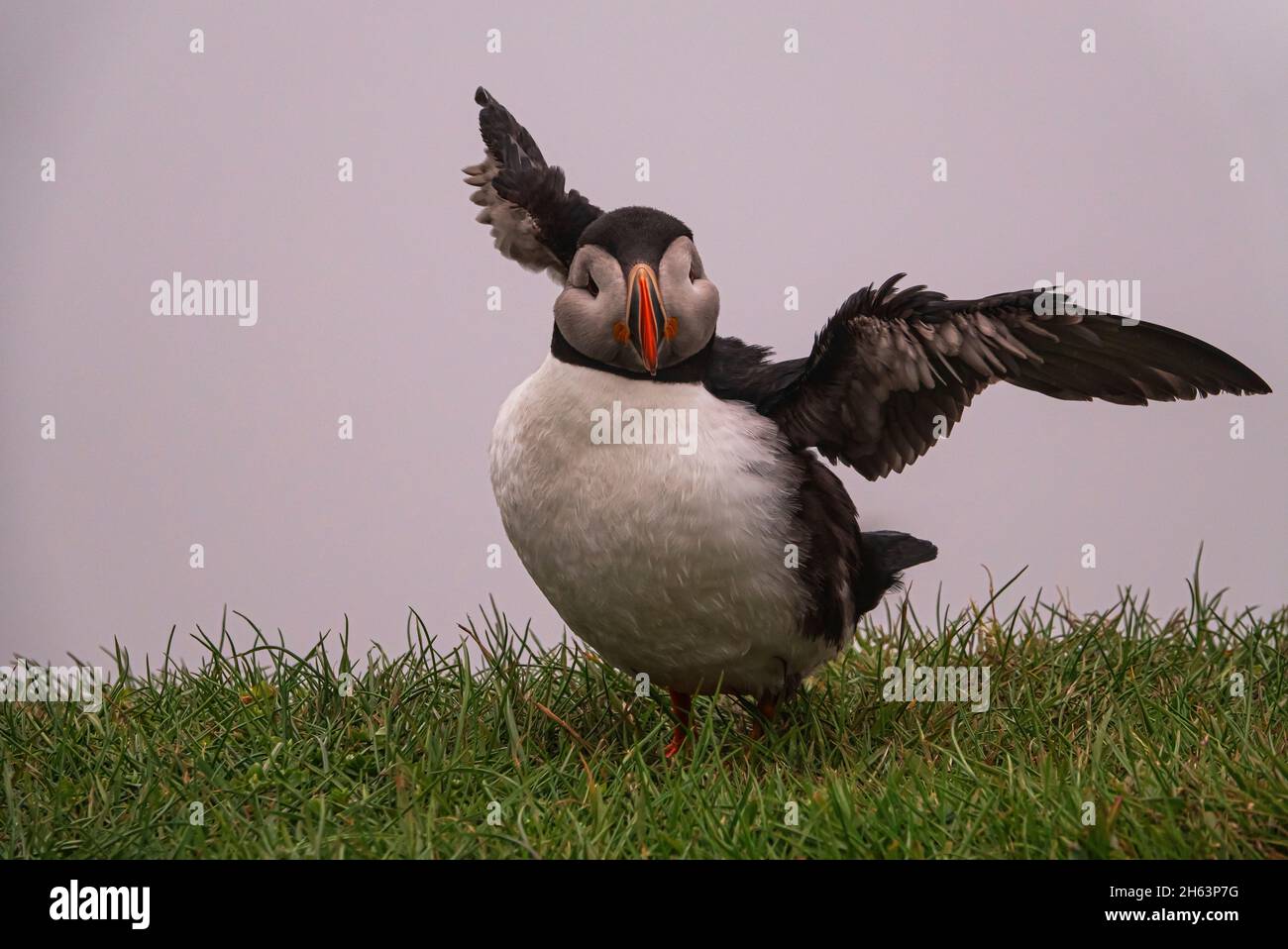 puffin,mykines island,faroe islands Stock Photo - Alamy