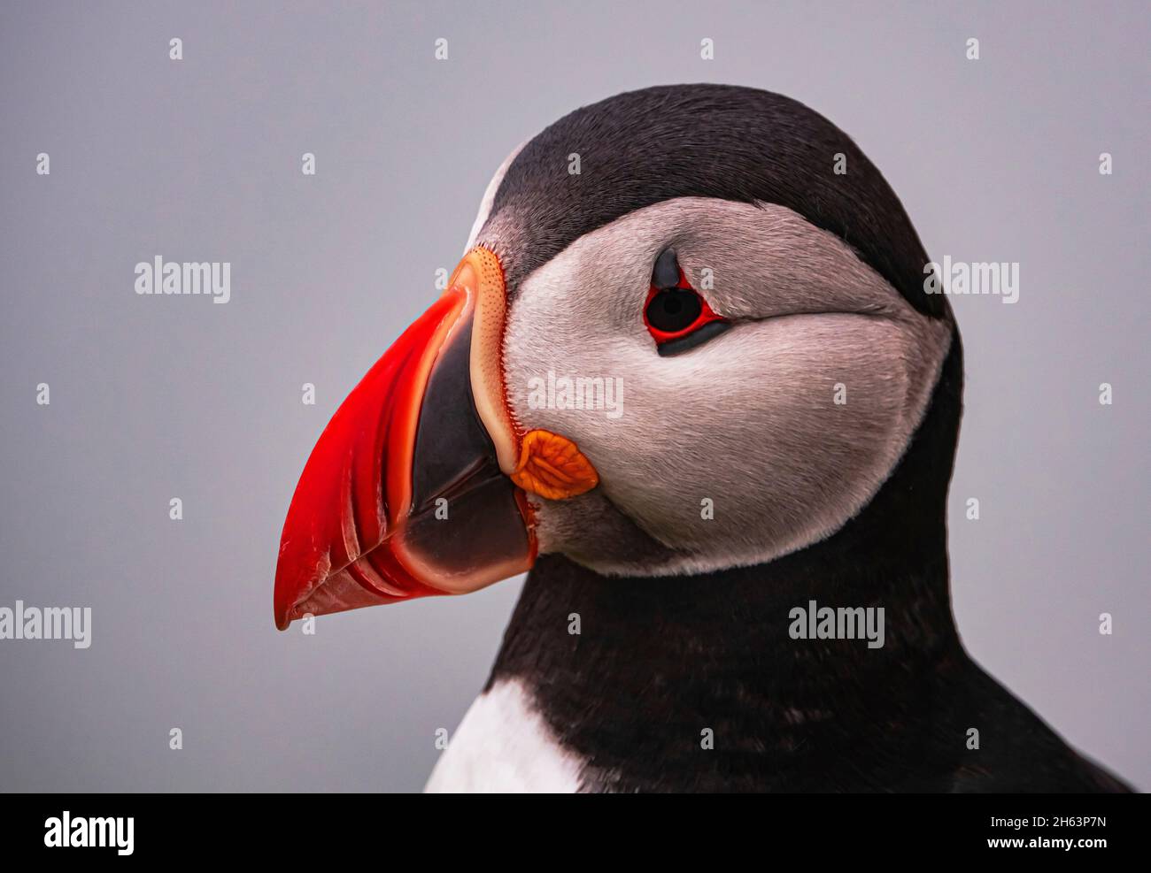 puffin,mykines island,faroe islands Stock Photo - Alamy