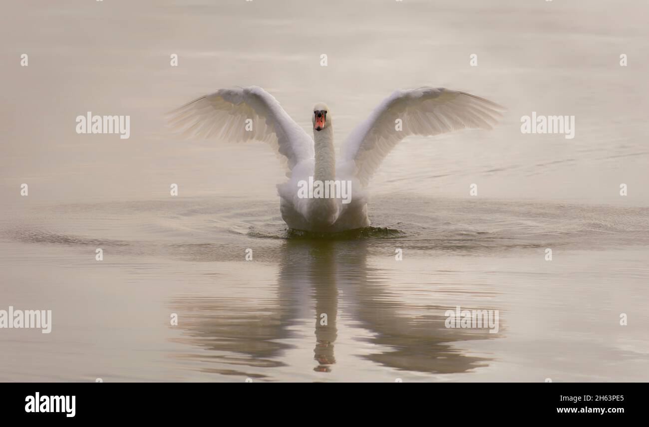 Flapping motion hi-res stock photography and images - Alamy
