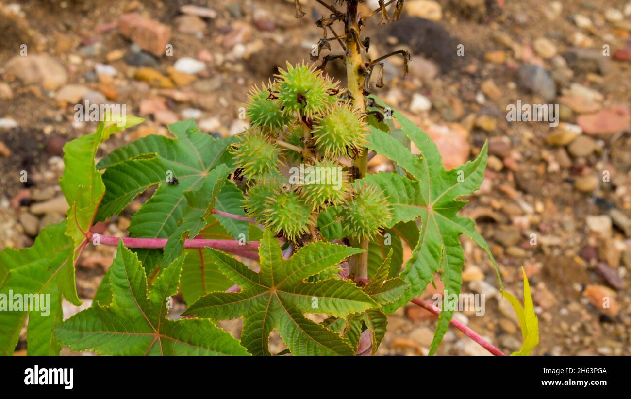 Burr plant hi-res stock photography and images - Alamy