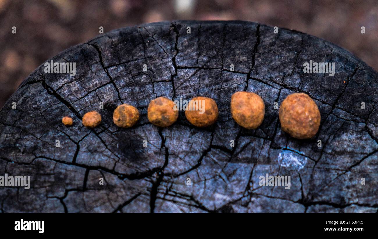 Bigger smaller hi-res stock photography and images - Alamy