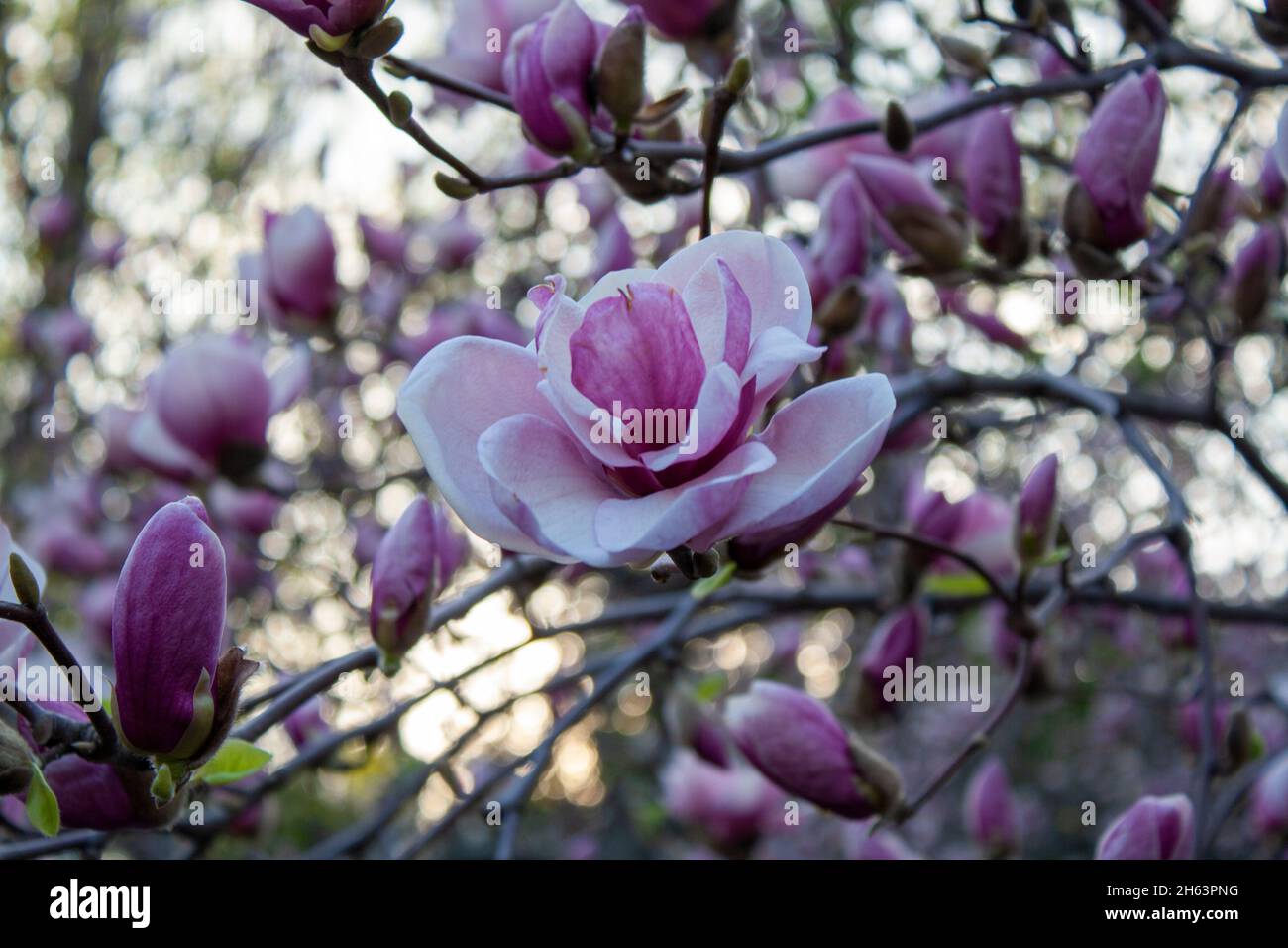Magnolia aesthetics hi-res stock photography and images - Alamy