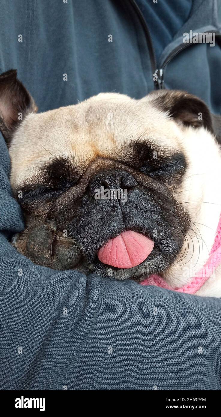 sleeping pug in the arms of the owner Stock Photo - Alamy