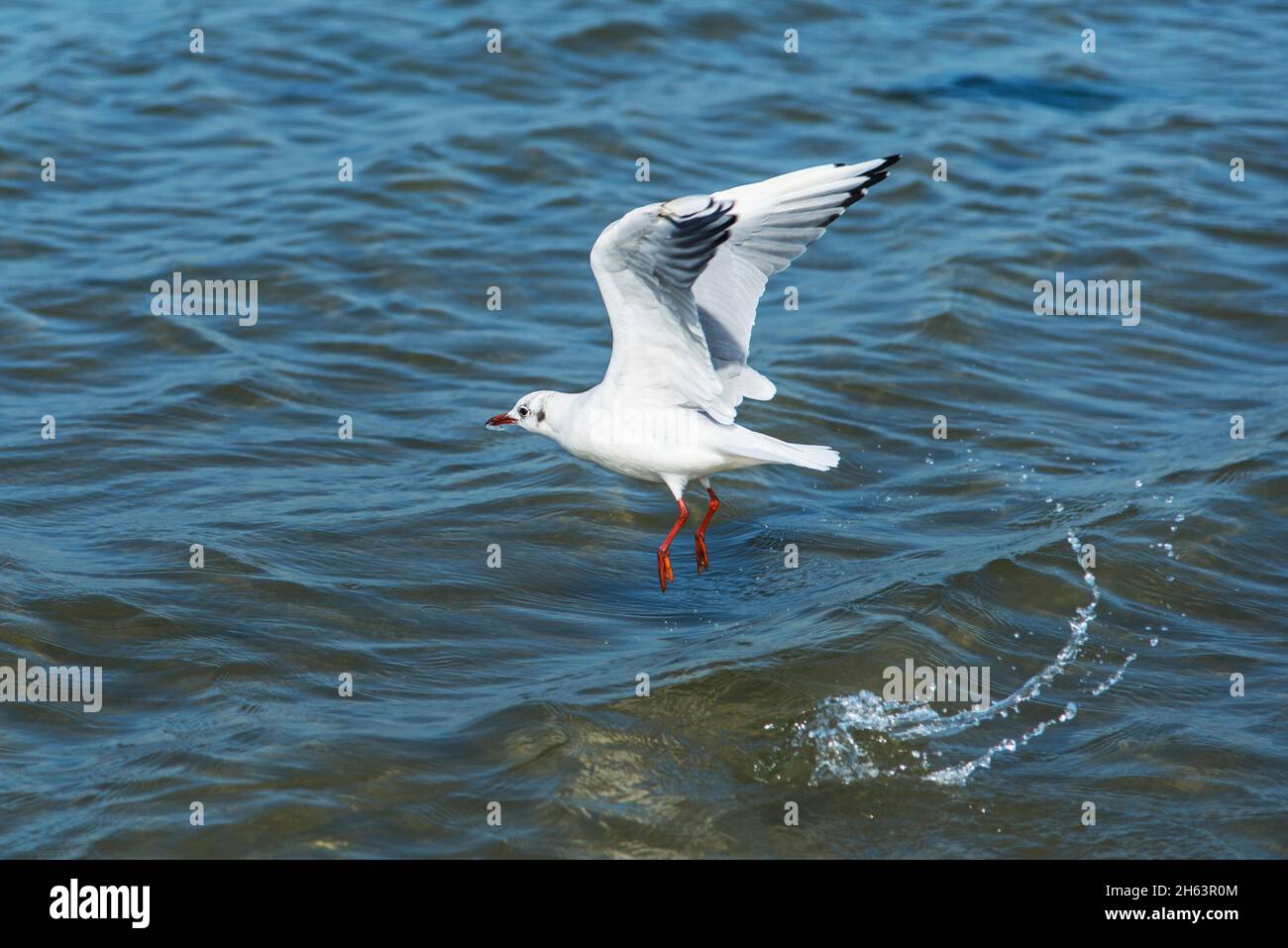 Startled bird hi-res stock photography and images - Alamy