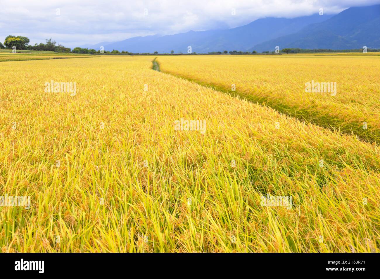 Beautiful harvest ripe golden hi-res stock photography and images - Alamy