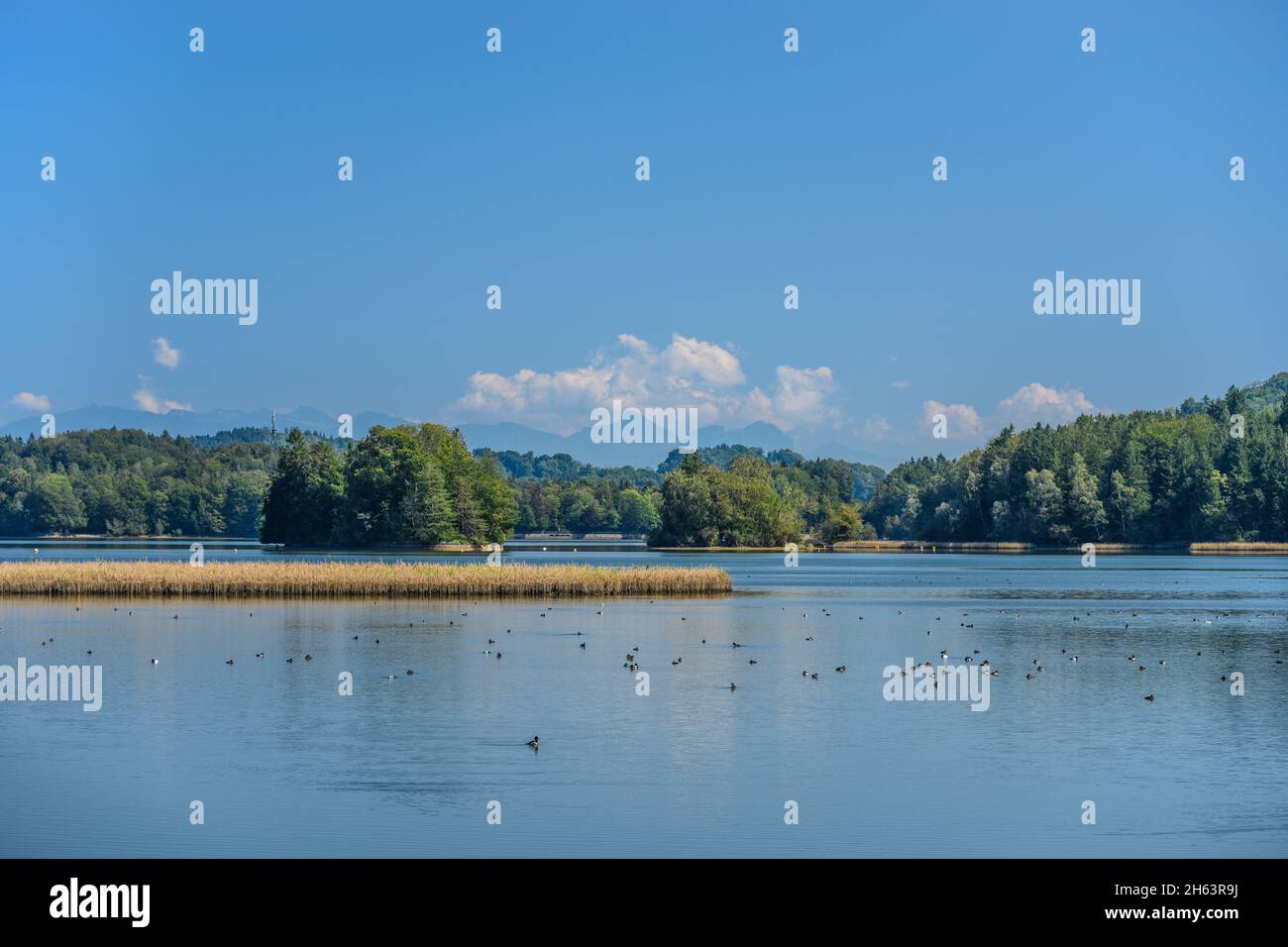 germany,bavaria,upper bavaria,oberland,weyarn,district kleinseeham ...