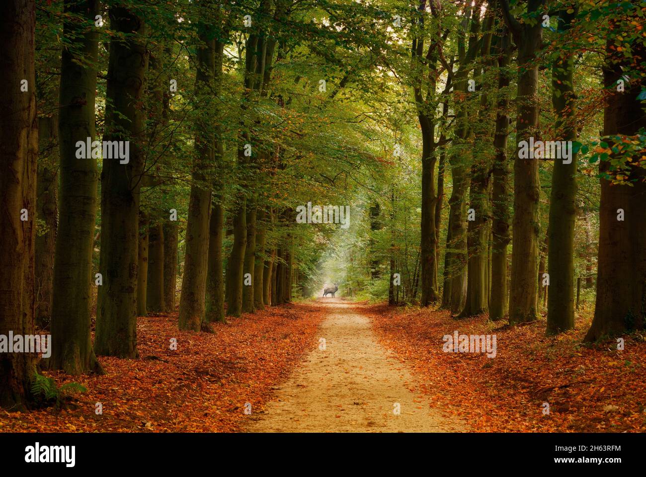 Avenue trees in netherlands hi-res stock photography and images - Alamy