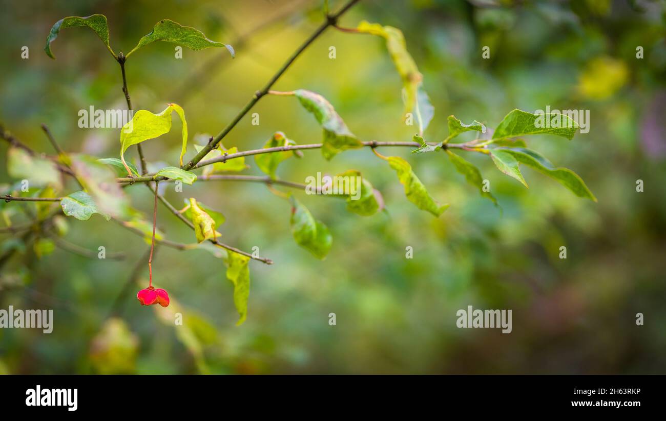 branch with red fruits,close up Stock Photo - Alamy