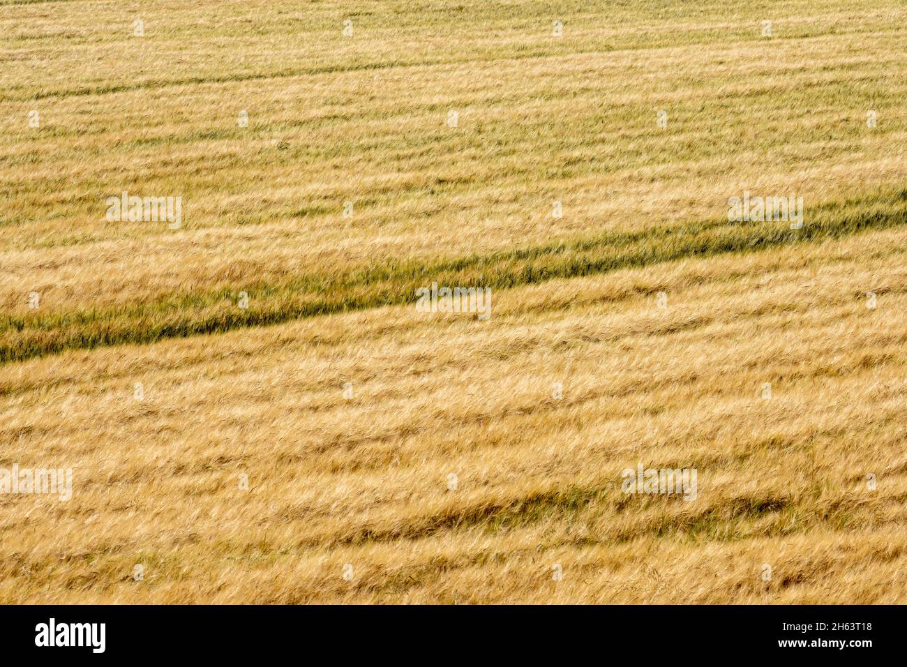 harvest-ripe grain field Stock Photo - Alamy