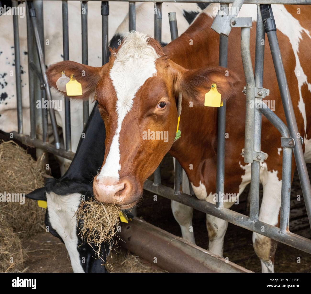 dairy cows in the barn Stock Photo - Alamy
