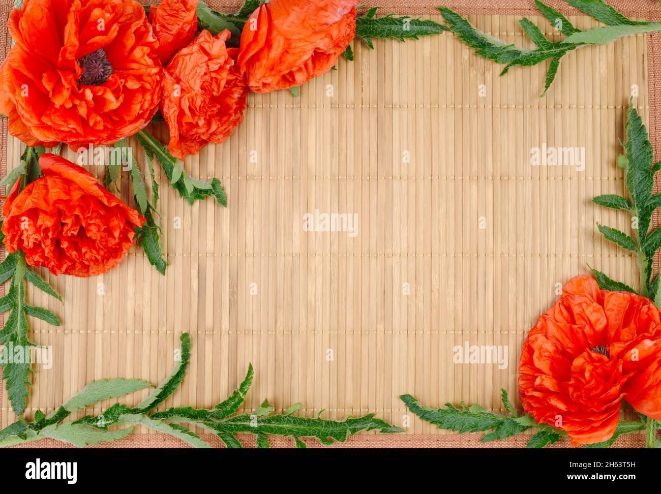 Red peony poppy papaver on a brouwn background . Border floral design ...