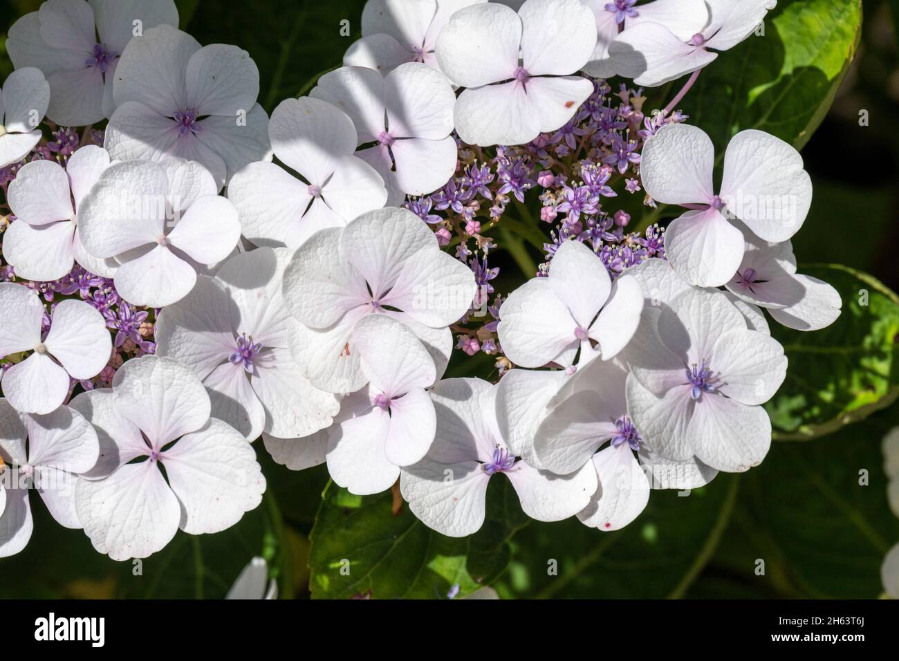 hydrangeas (hydrangea) plant genus of the hydrangea family ...