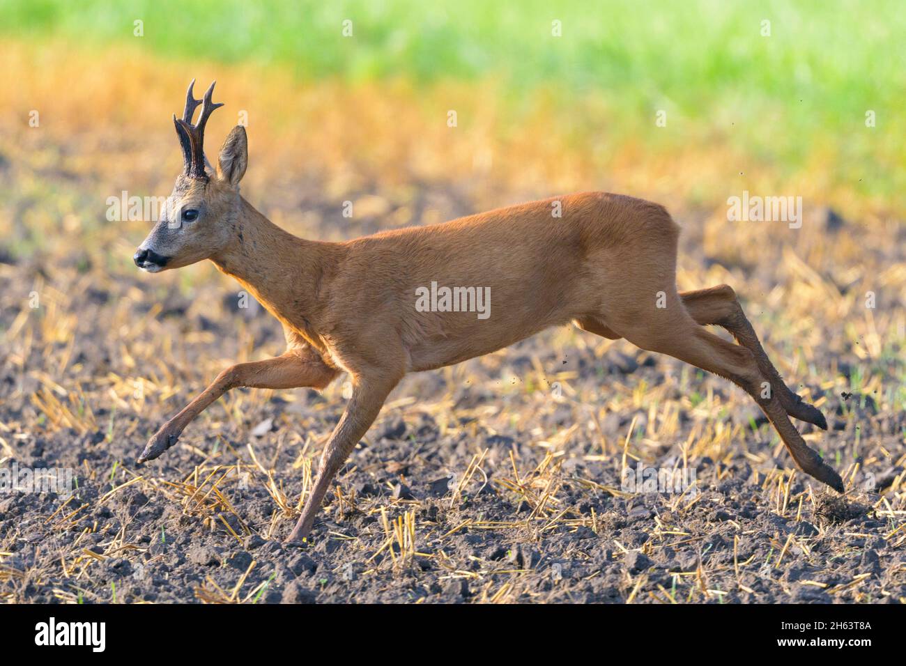 roebuck (capreolus capreolus) on a stubble field,august,summer,hesse ...