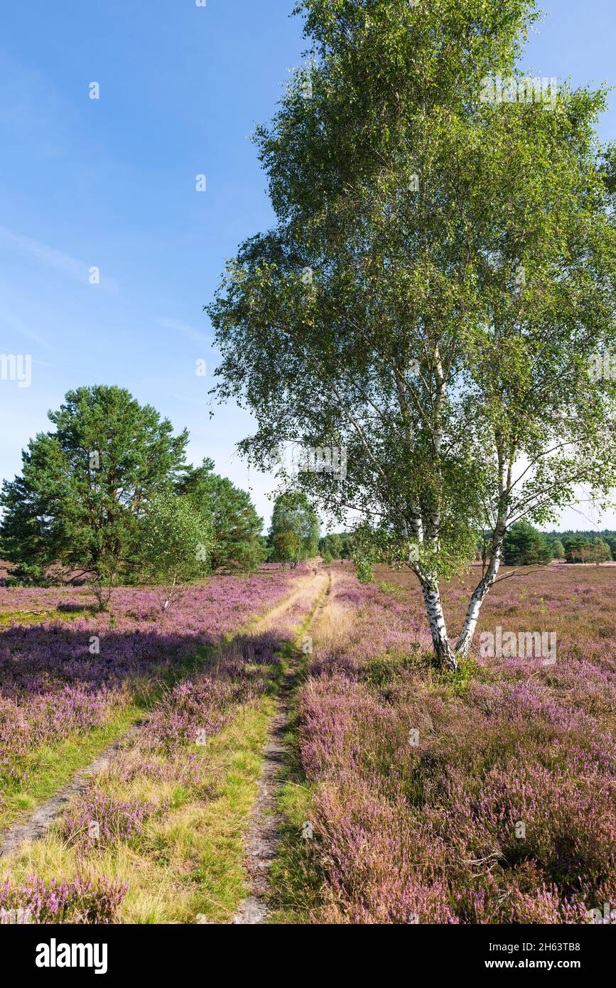 path through the behringer heide,flowering heather and birch trees ...