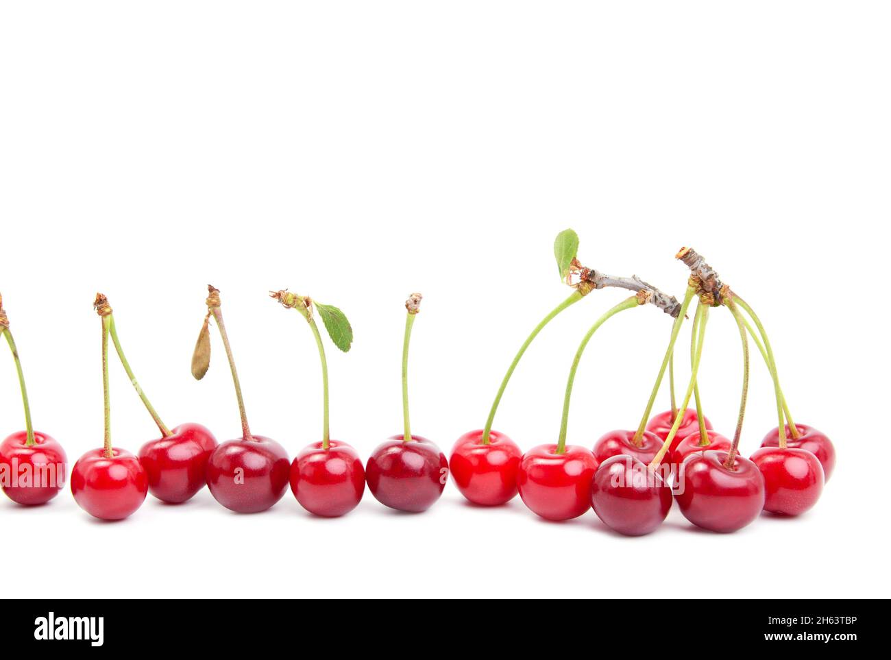 Line of dark red fresh cherries on a white background. Isolated on ...