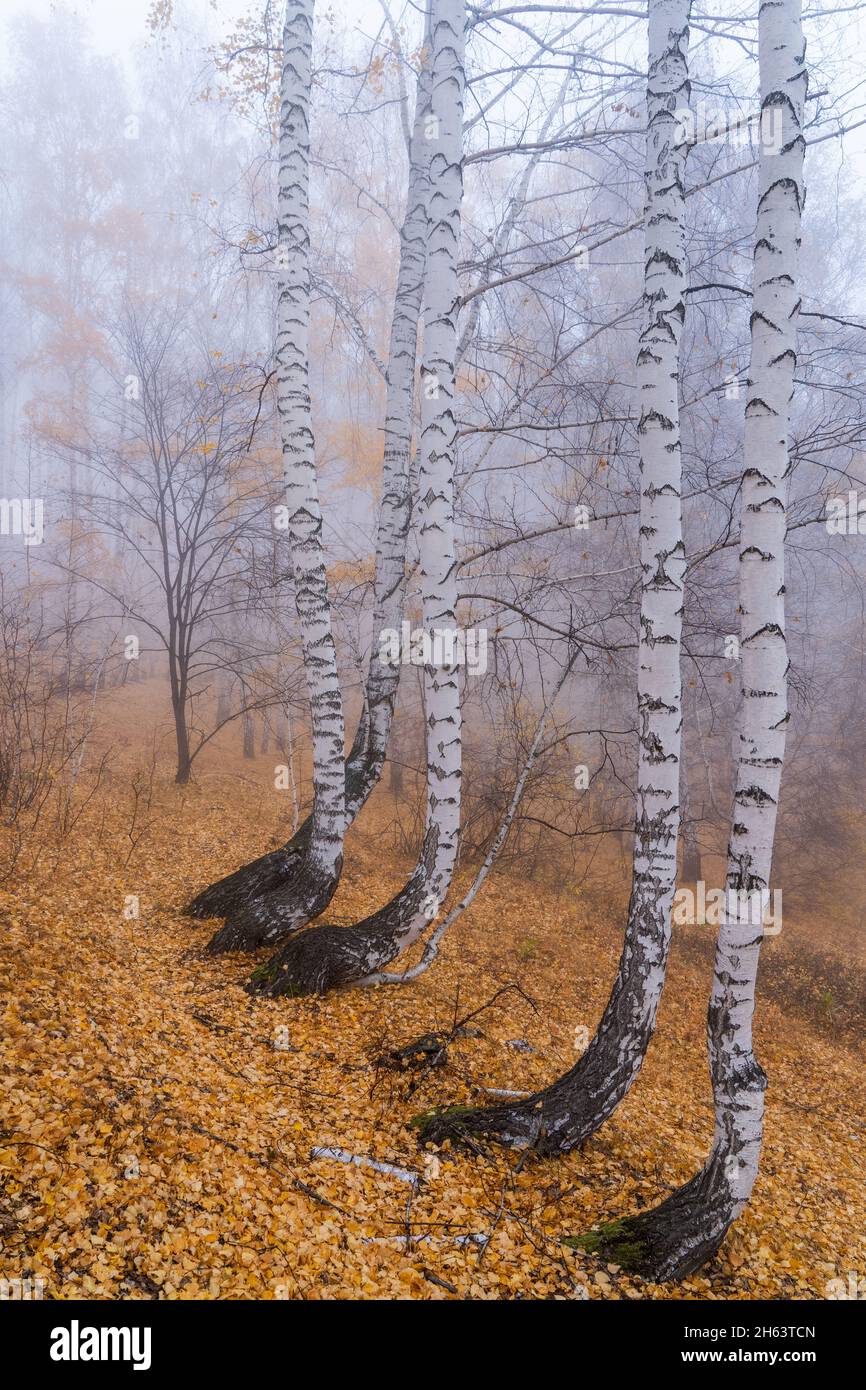 Vertical shot of birch grove in the early autumn morning in the fog ...