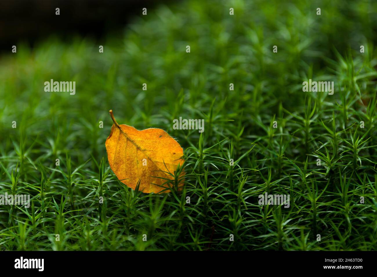 Lower leaf surface hi-res stock photography and images - Alamy