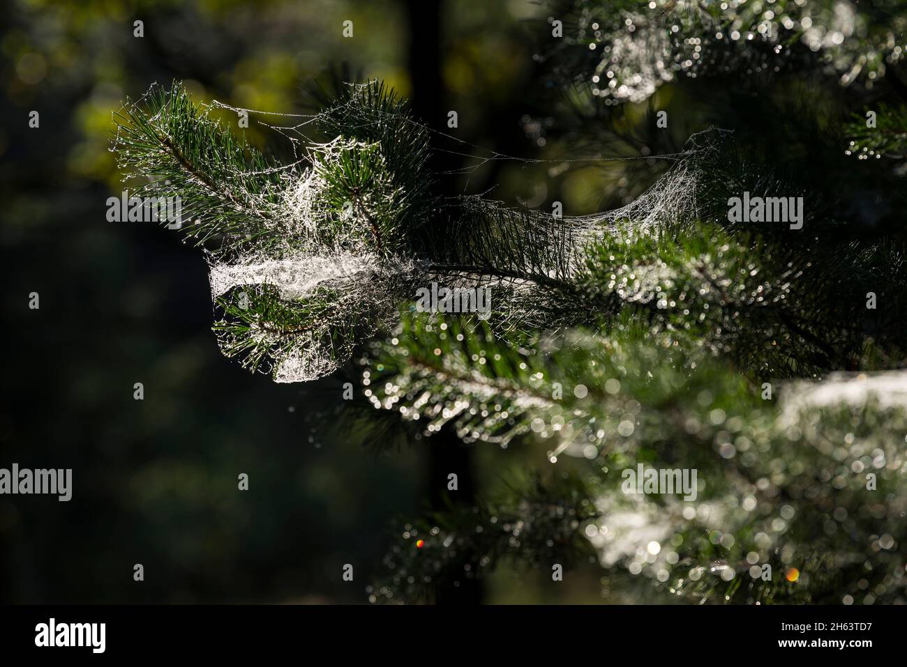 The branches of a pine are covered with spider webs hi-res stock ...