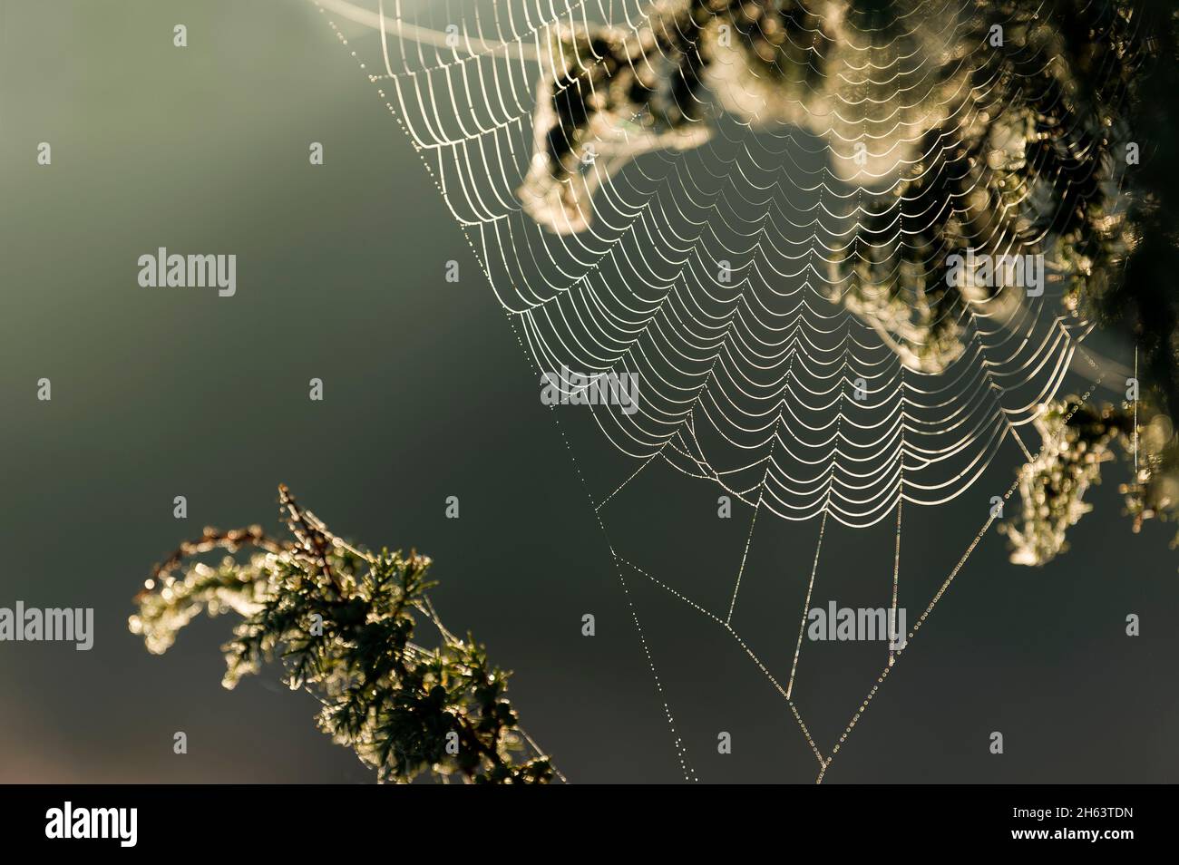 Spider in a web in backlight hi-res stock photography and images - Alamy