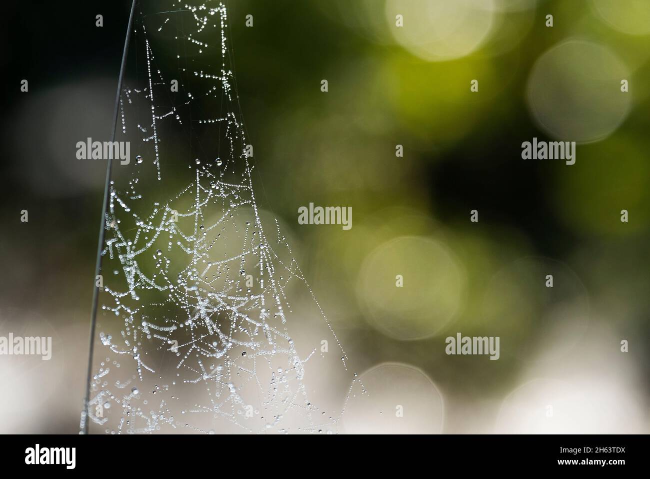Spider Web Covered With Dew Drops Hangs In The Grass Hi Res Stock