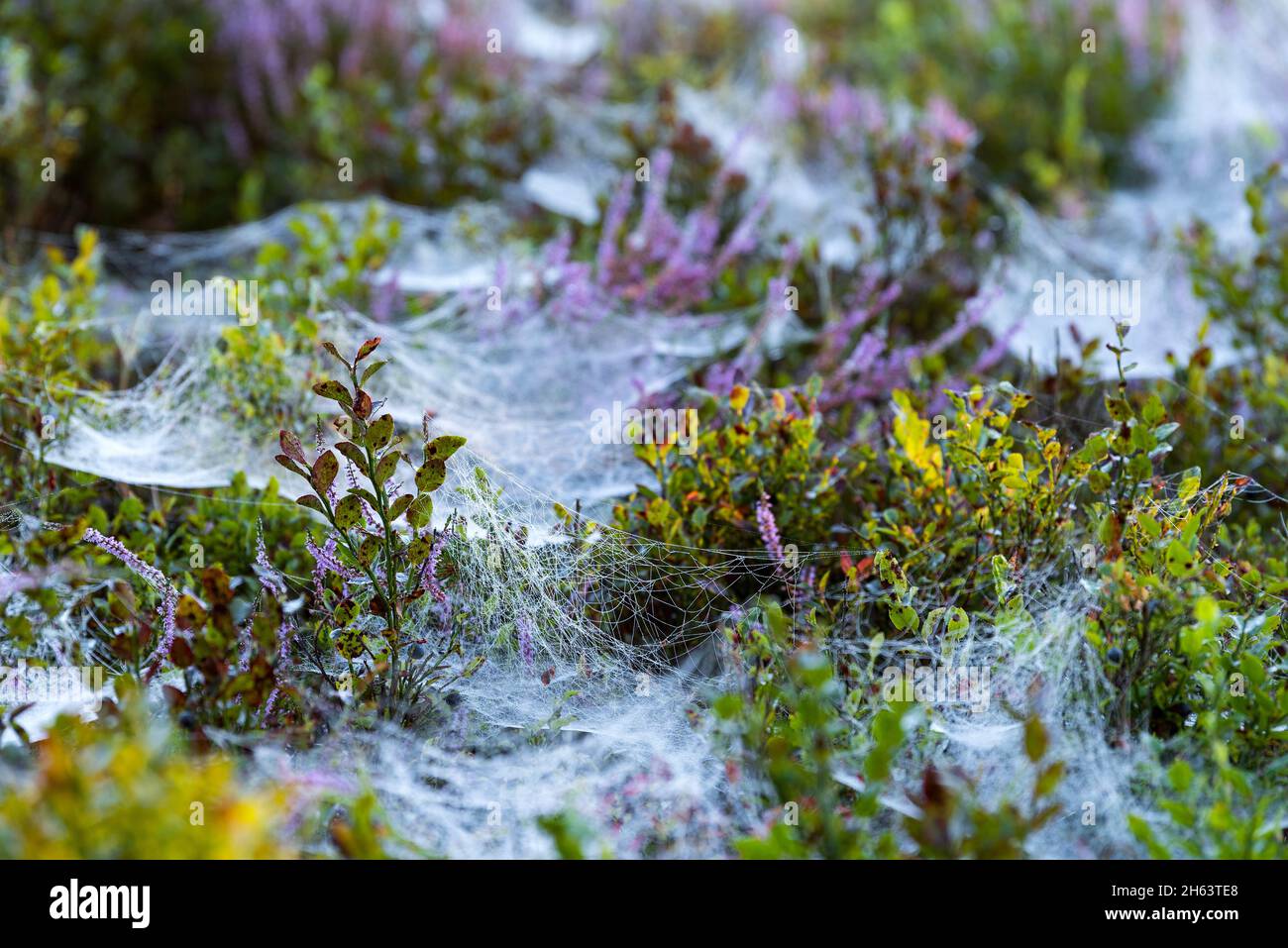 spider webs covered with dew drops hang between blueberry bushes and ...