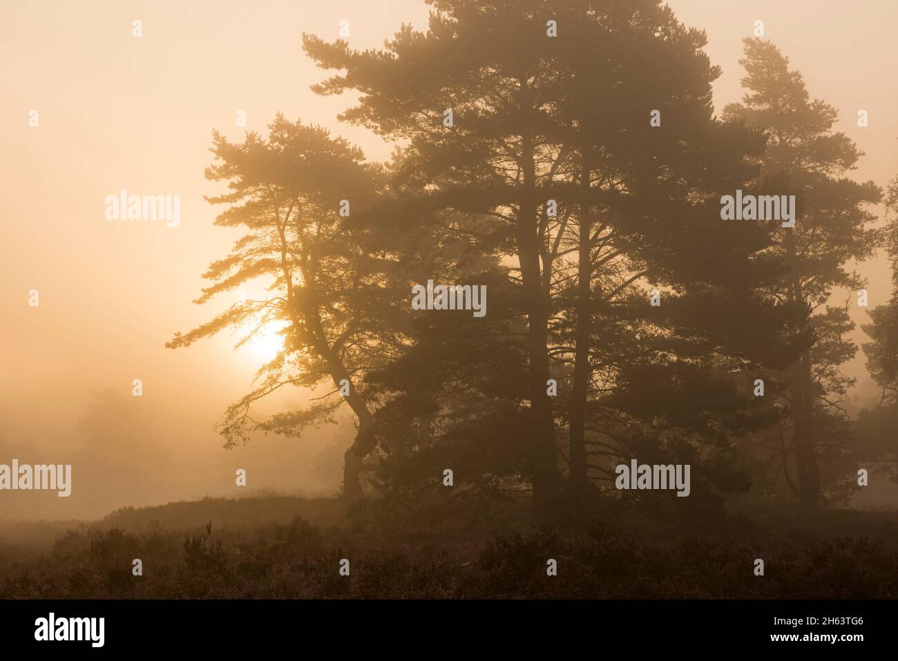 pine groves in the behringer heide,sunrise and foggy mood,nature ...