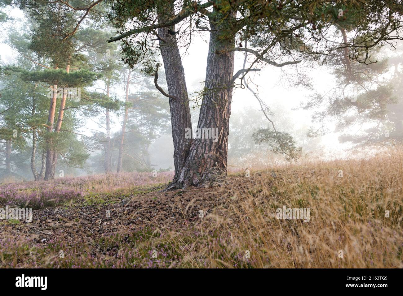 Grasses and flowering heather in the behringer heide hi-res stock ...