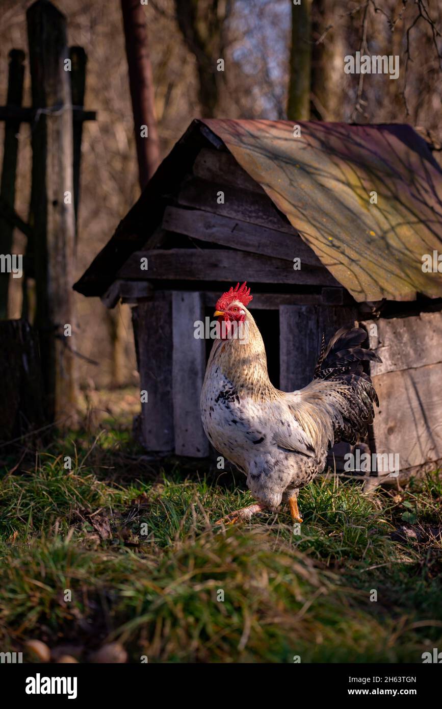 Vertical shot of a rooster outside a barn on a farm against a blurred ...