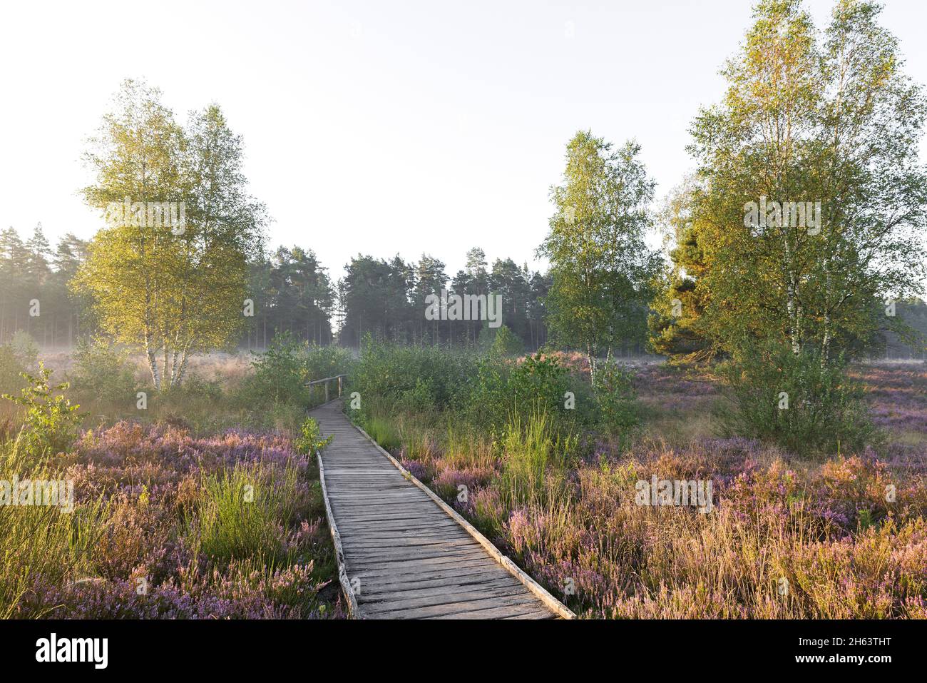 Isolated birch trees in the heather hi-res stock photography and images ...