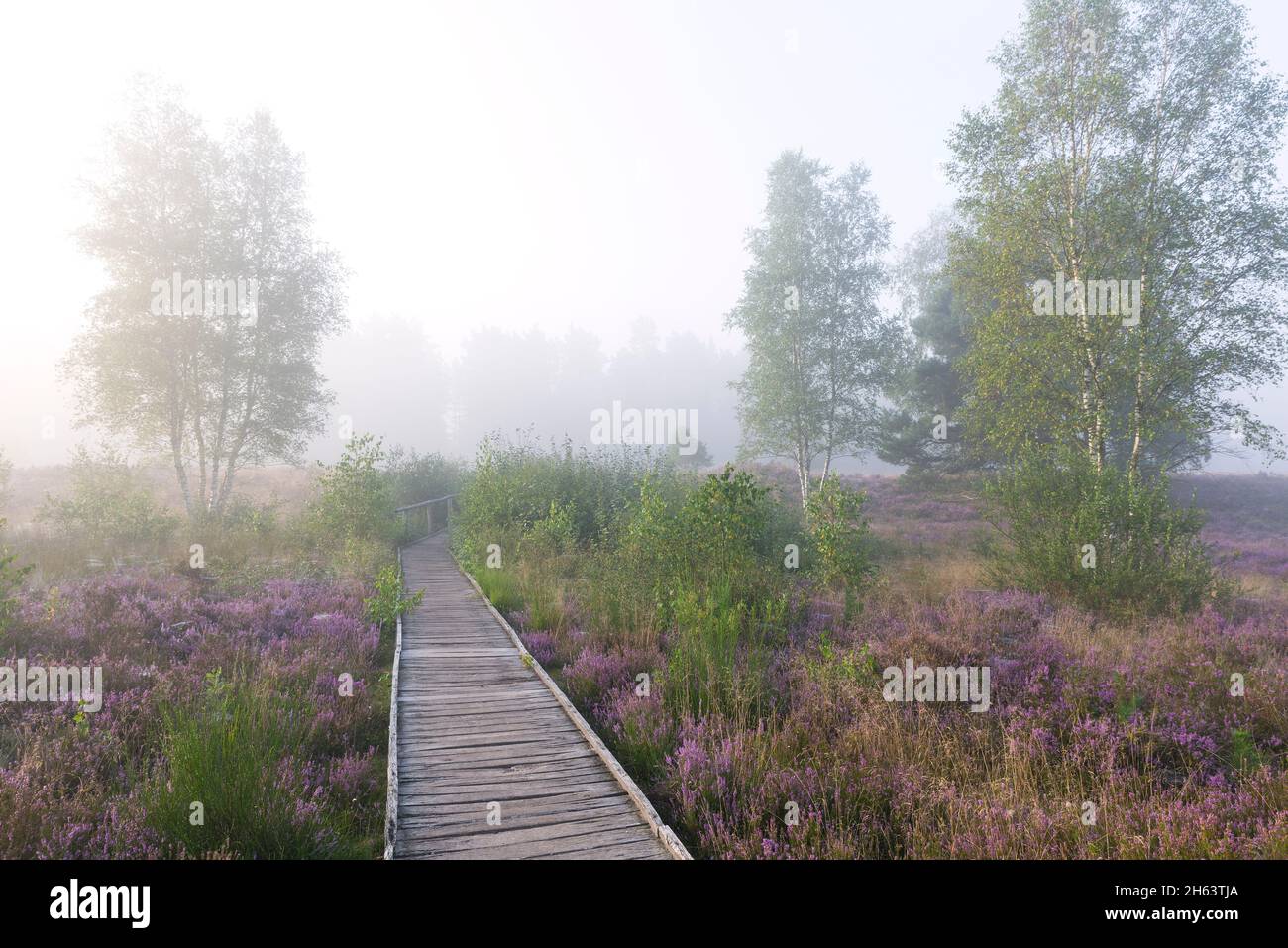Isolated birch trees in the heather hi-res stock photography and images ...