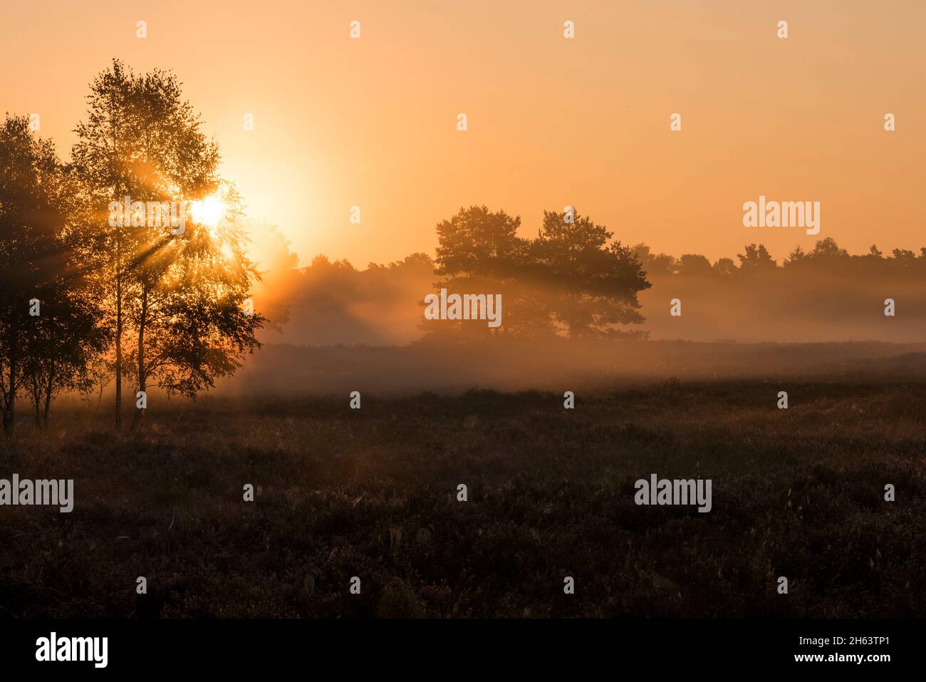 morning mood in the behringer heide,the light of the rising sun lights ...