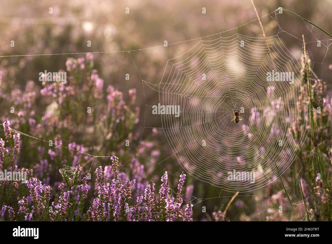a spider has woven its web between blooming heather bushes,dewdrops ...