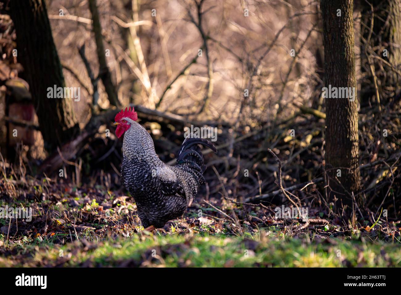 Rooster on a farm against a blurred background Stock Photo - Alamy