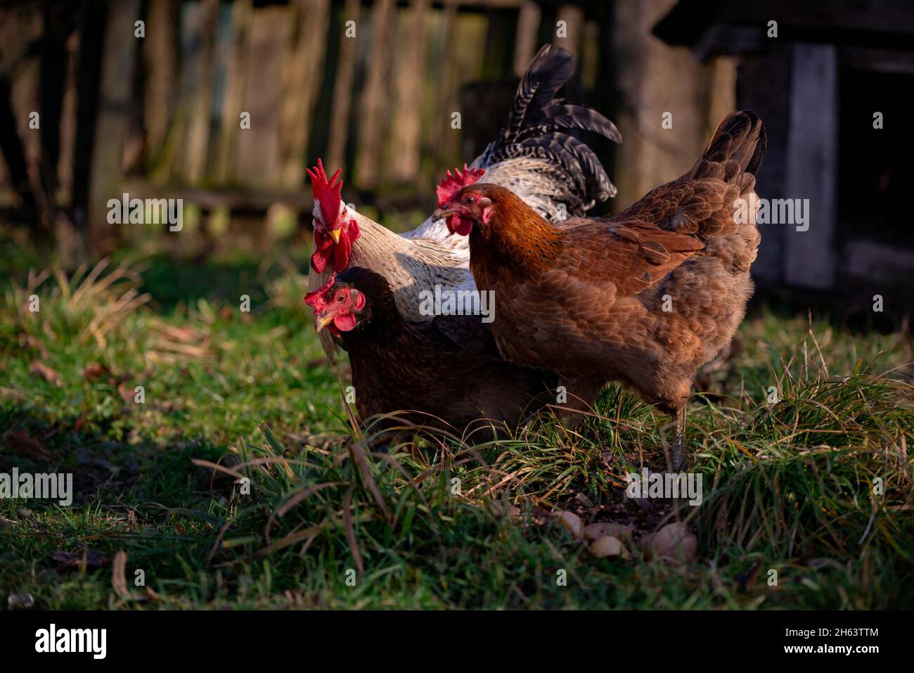 Flock of free-range chickens foraging on grasses on a farm Stock Photo ...