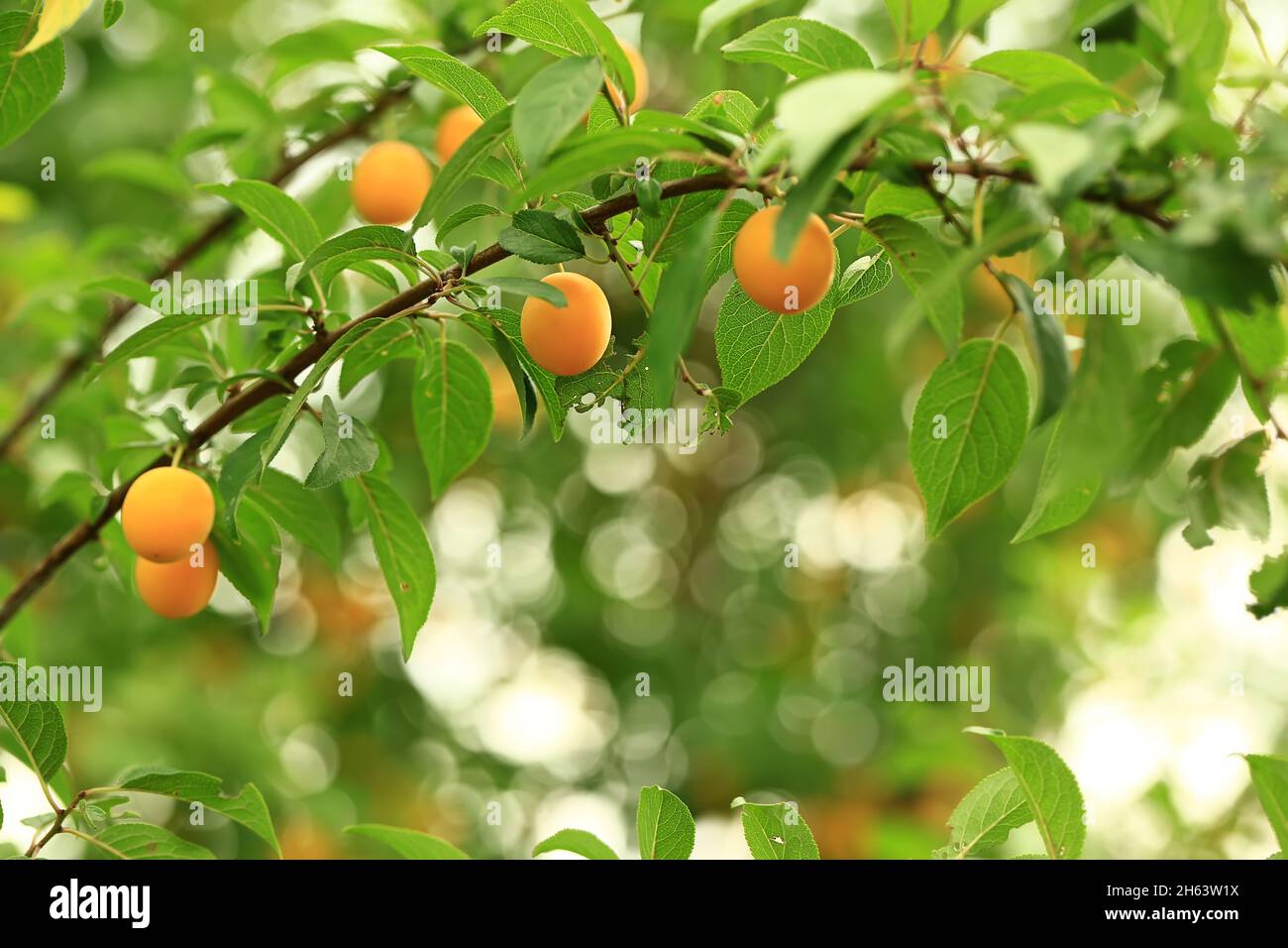 Yellow prune hi-res stock photography and images - Alamy