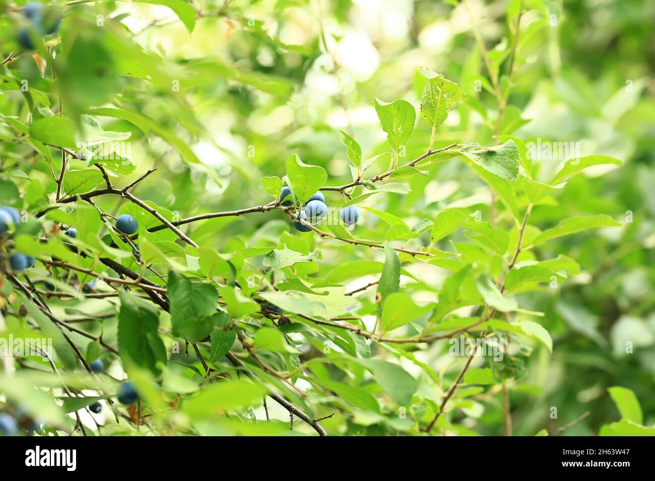 Prunus spinosa plum hi-res stock photography and images - Alamy