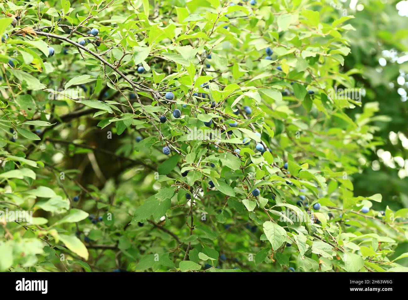 Prunus spinosa plum hi-res stock photography and images - Alamy
