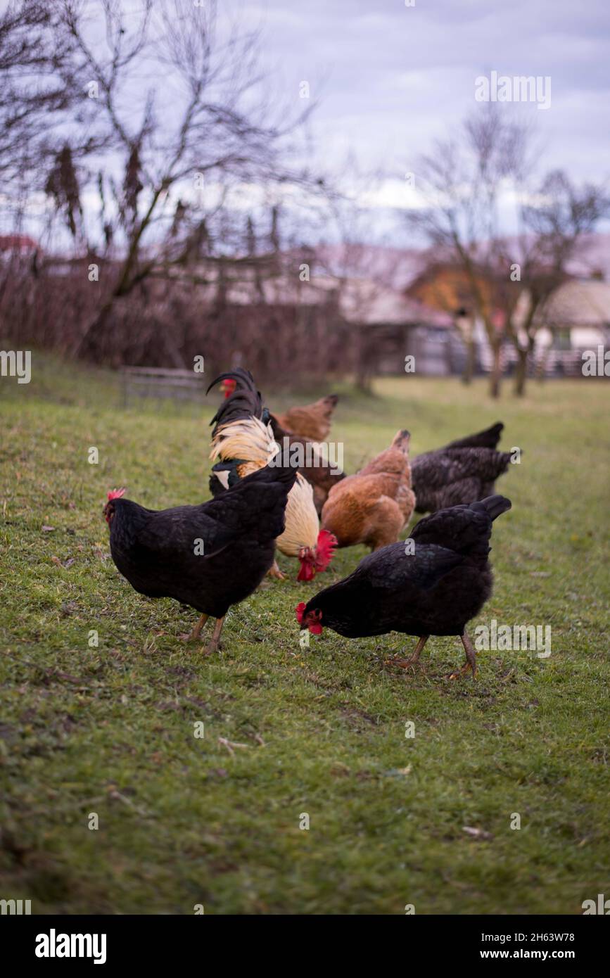 Flock of free-range chickens foraging on grasses on a farm Stock Photo ...